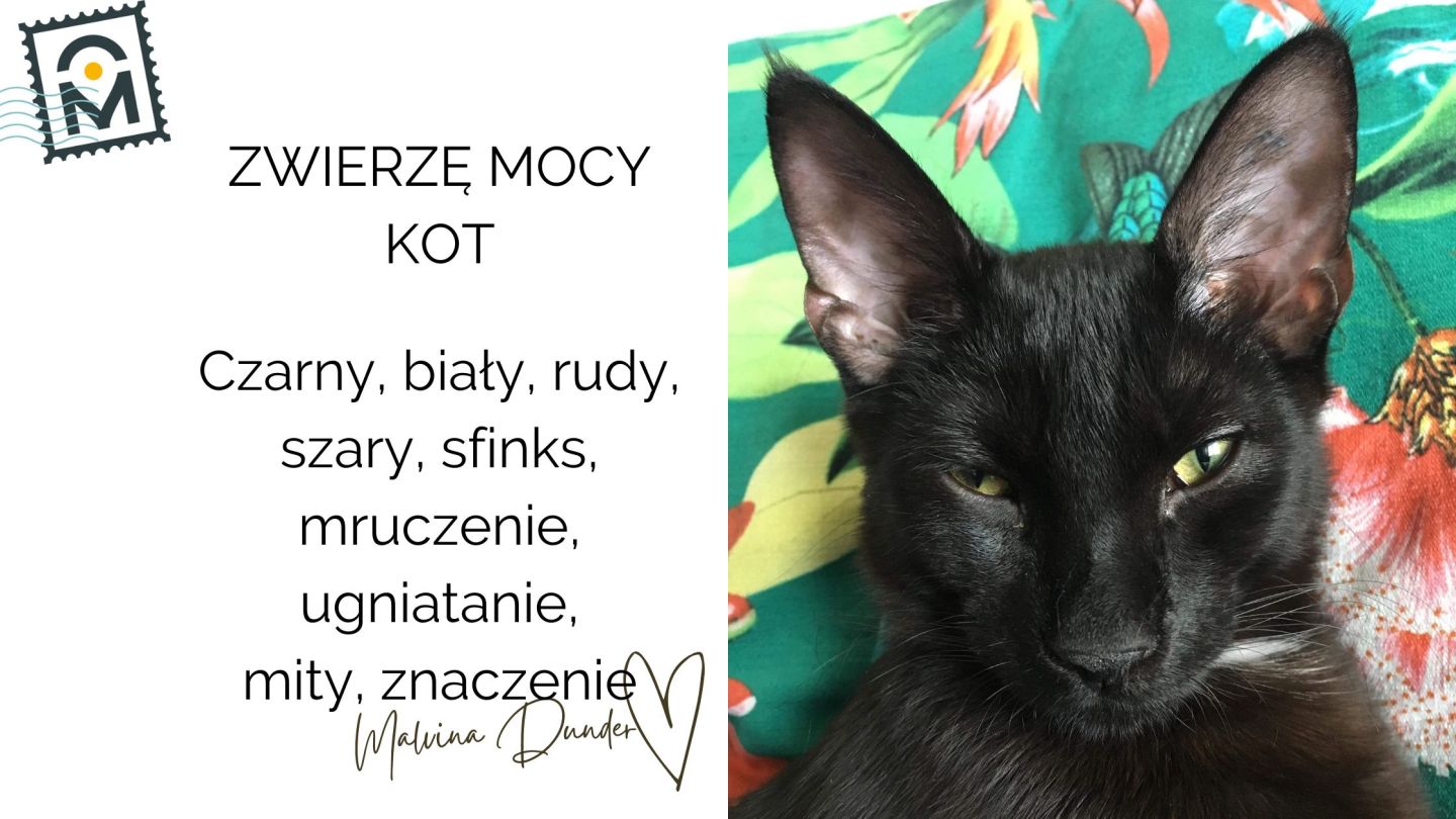 Zwierzę Mocy Kot – znaczenie, kolory (biały, czarny, rudy, szary ...