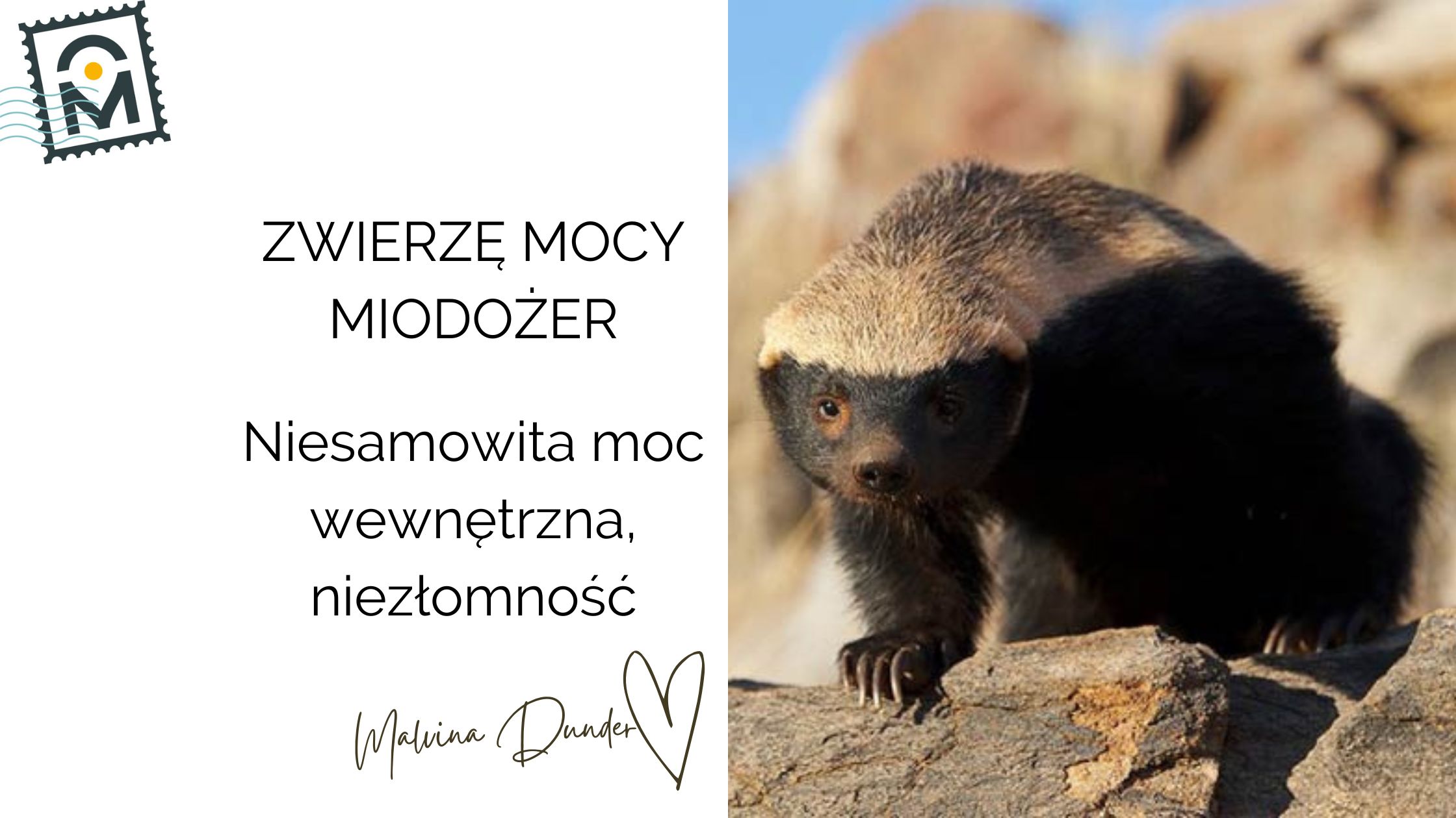 Zwierzę Mocy Miodożer / Ratel – niesamowita postawa i moc wewnętrzna ...