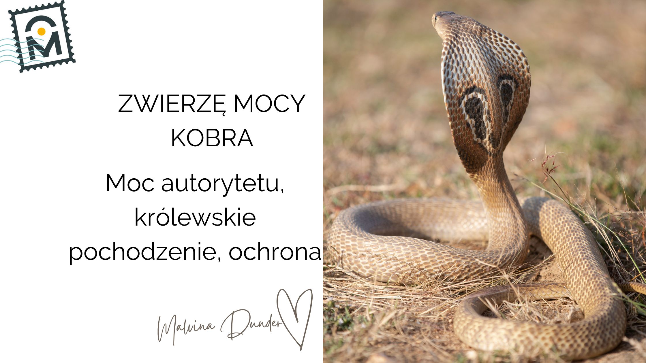 Zwierzę Mocy Kobra znaczenie – królewskie pochodzenie, ochrona ...
