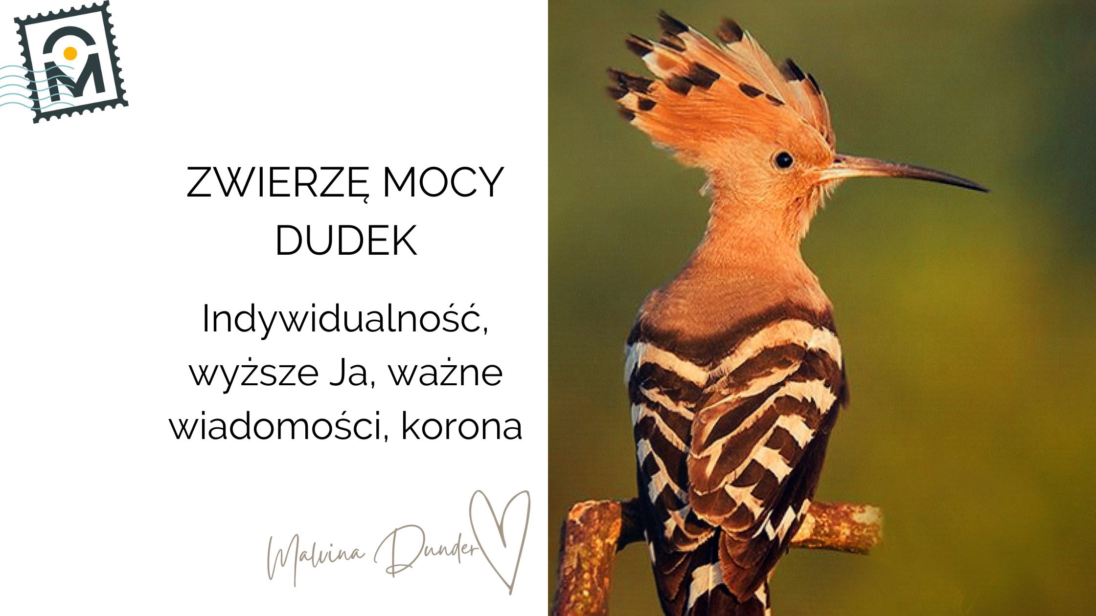 Zwierzę Mocy Dudek znaczenie, symbolika – król ptaków, wyższe Ja, ważne ...