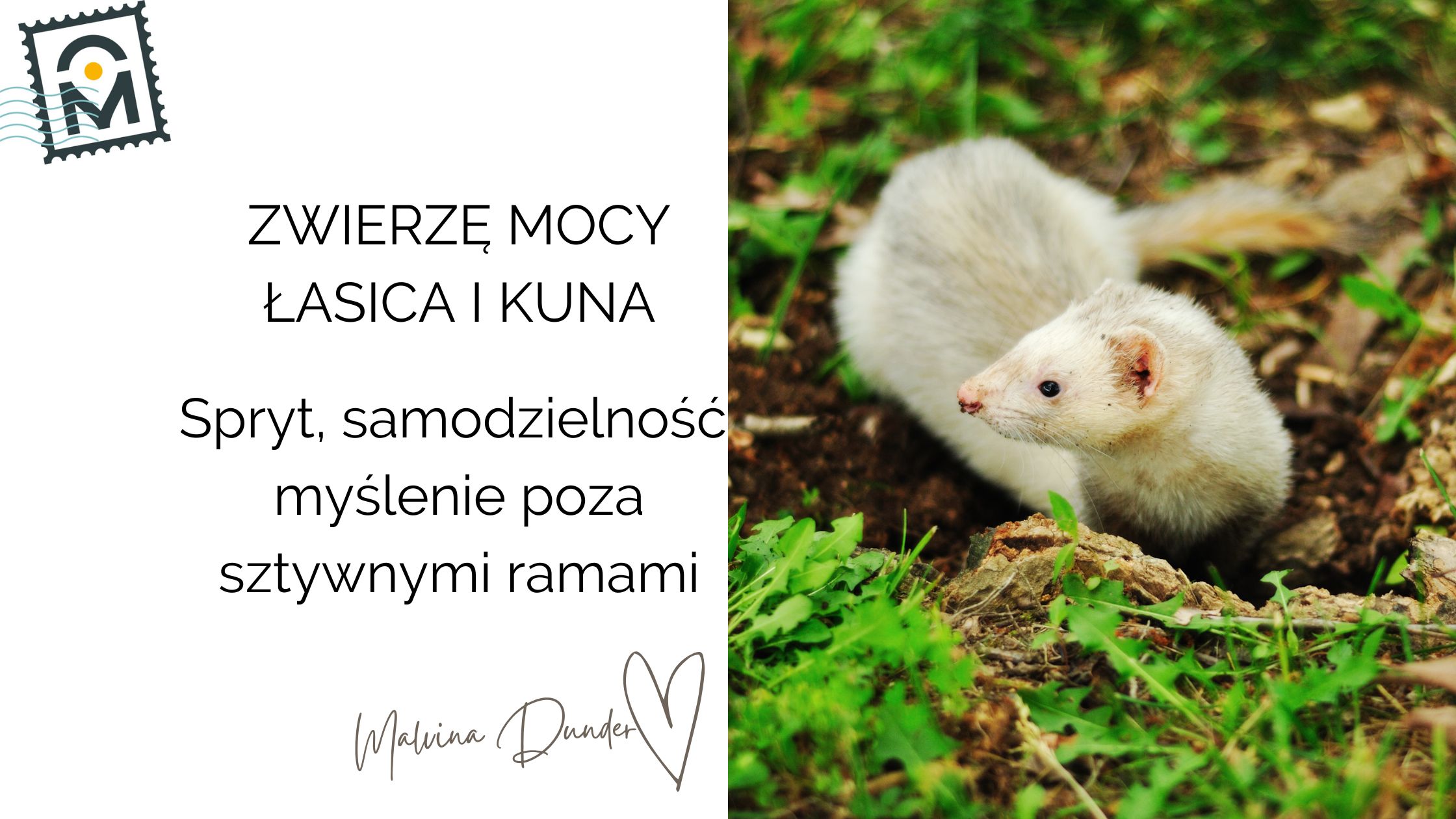 Zwierzę Mocy Łasica i Kuna – znaczenie, spryt, myślenie poza ramami ...
