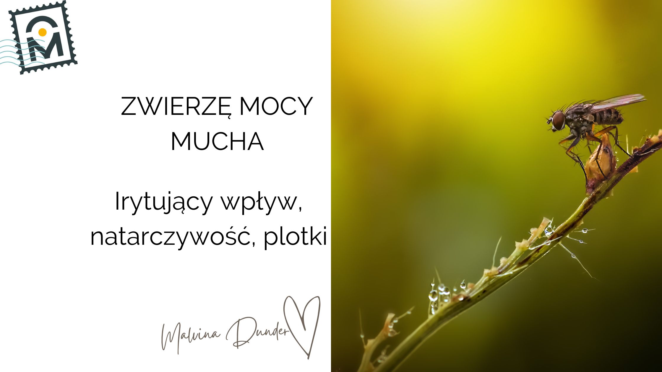 Zwierzę Mocy Mucha znaczenie – irytujący wpływ, natarczywość ...