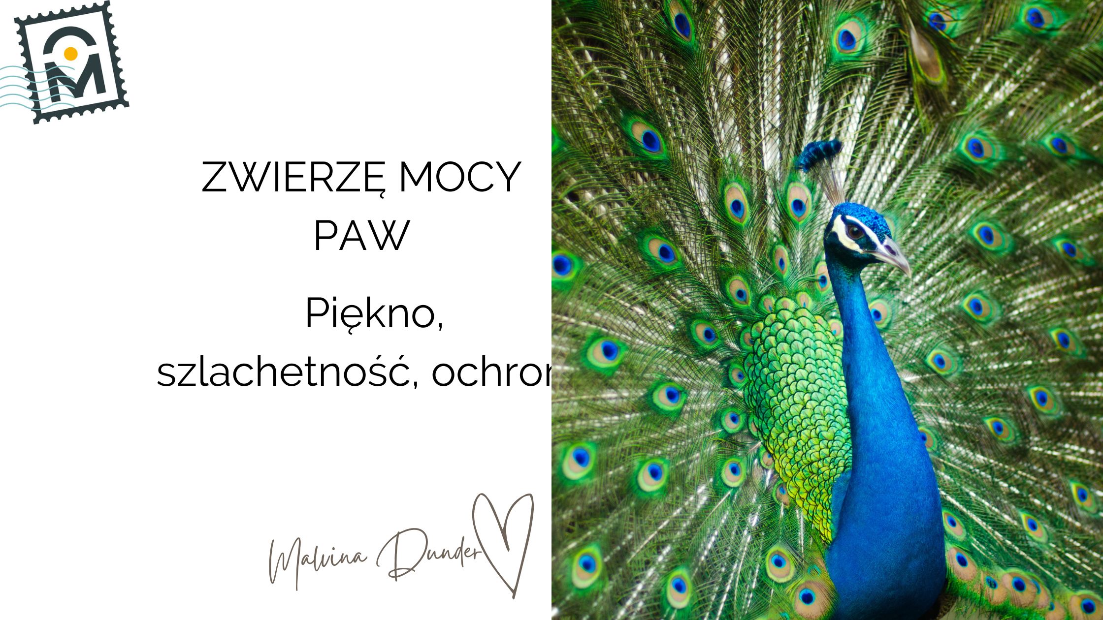 Zwierzę Mocy Paw znaczenie, symbolika – piękno, szlachetność, ochrona ...